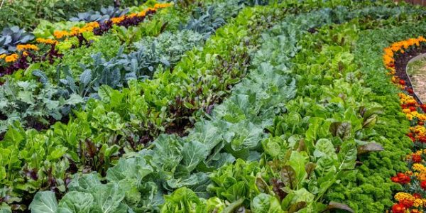 How to Calculate Plant Population in 2024 - Sabiagrik